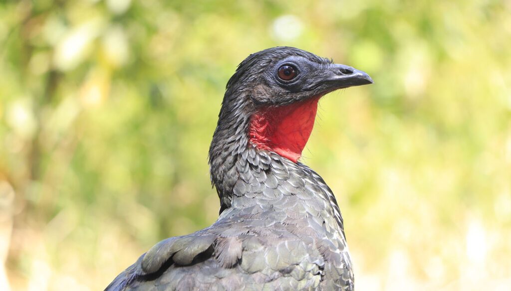 REDD+ Selva de Matavén | Colombia (certificado VCS+CCBS) - The Carbon Sink